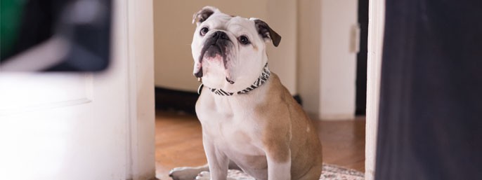 Bedste hund er fundet i Cannes - Filmmagasinet Ekko Bedste hund er fundet i Cannes - Filmmagasinet Ekko