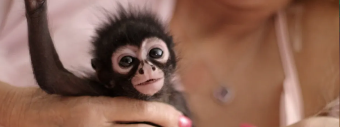Chimp Crazy - Filmmagasinet Ekko